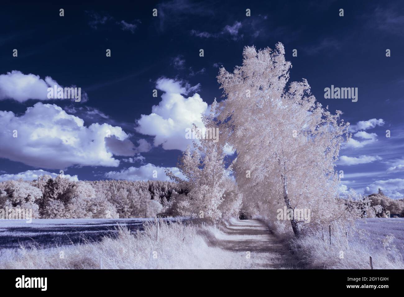 Infrared landscape with glowing white vegetation using 720nm filter ...
