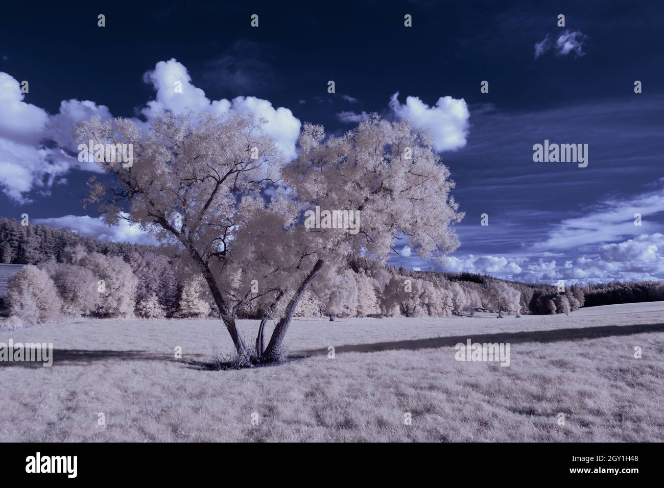infrared photography - surreal ir photo of landscape with trees under ...