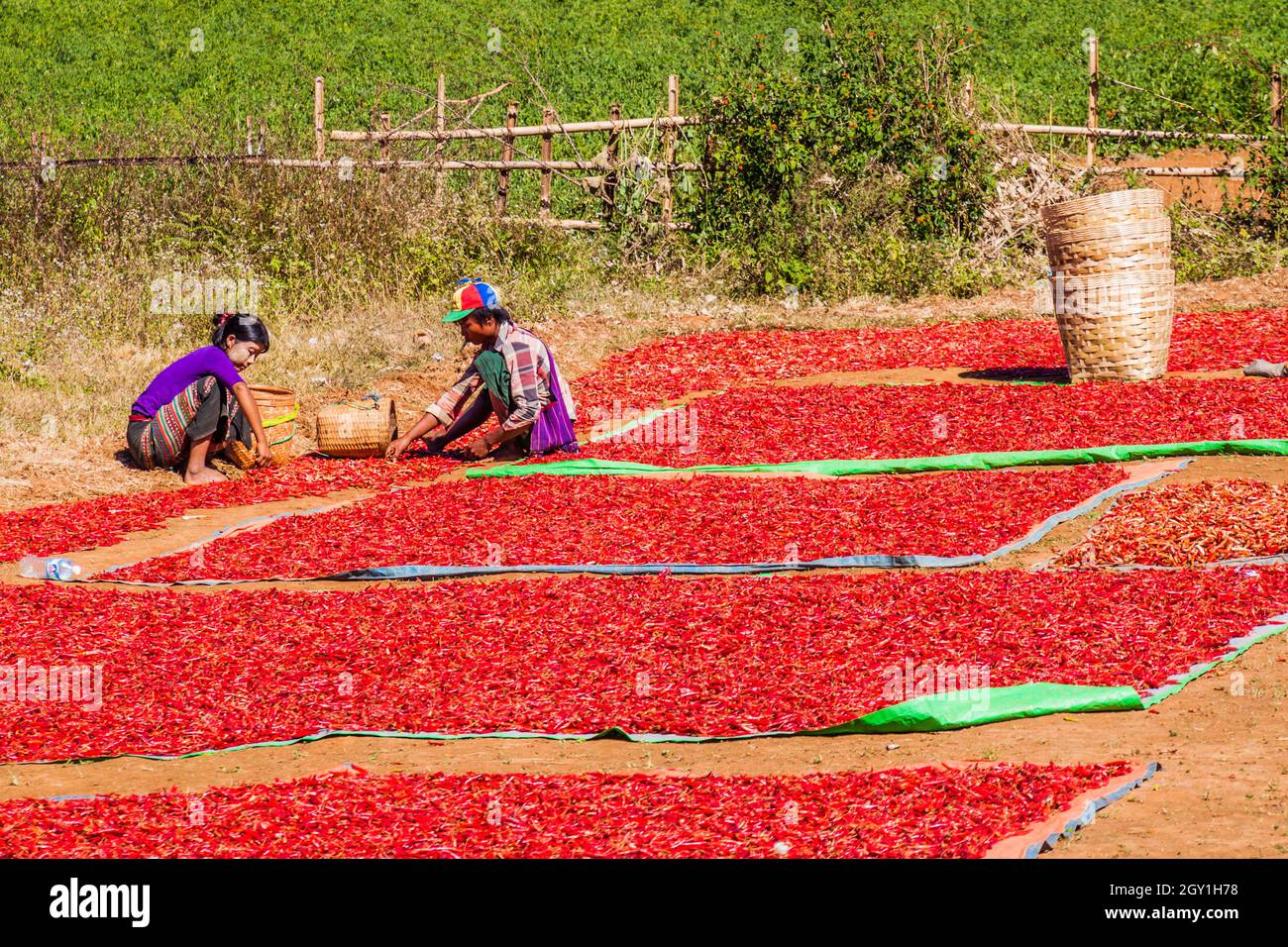 KALAW, MYANMAR - NOVEMBER 25, 2016: Drying chilli peppers in the area ...