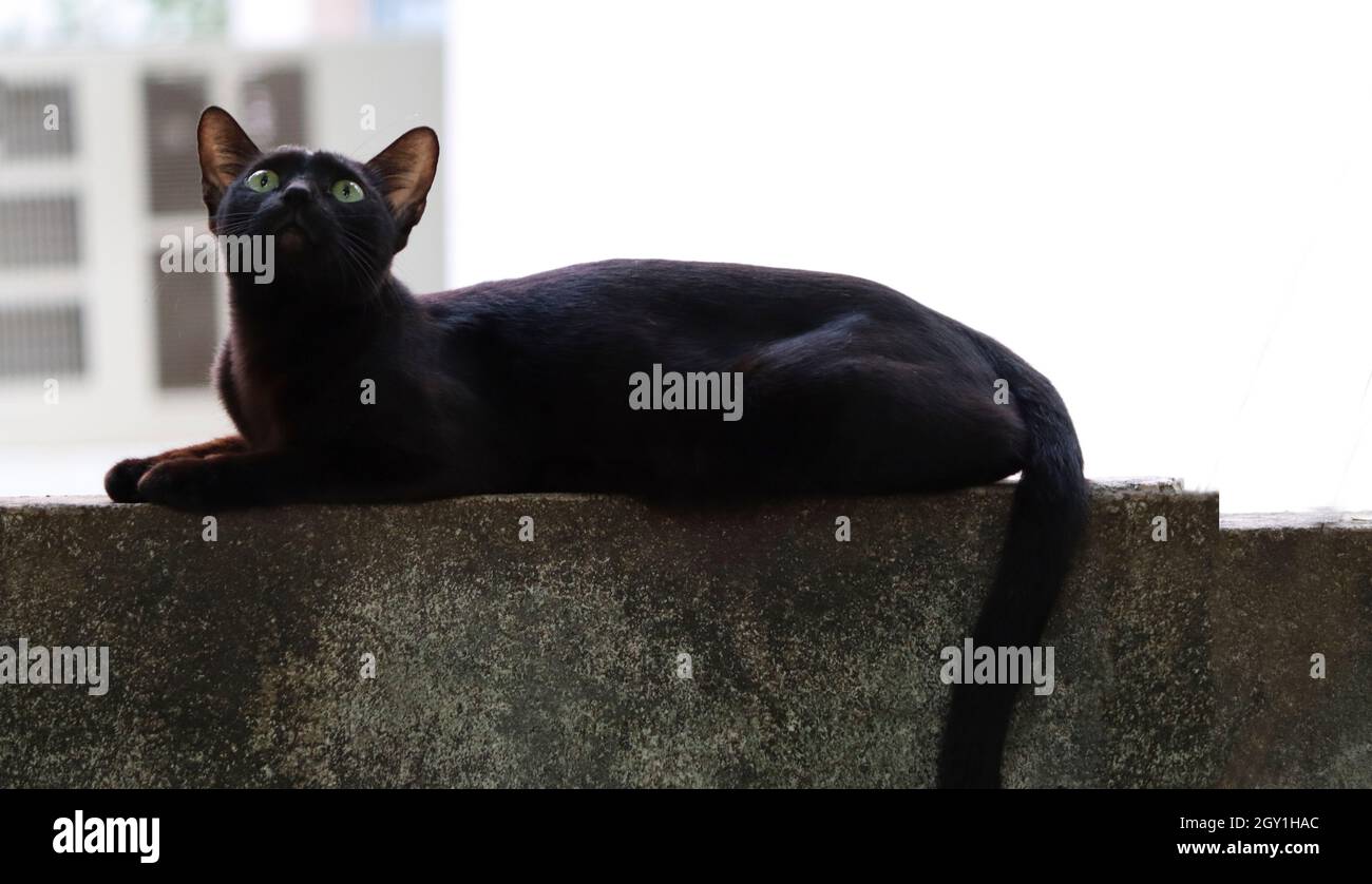 Black cat muzzle yellow hi-res stock photography and images - Alamy