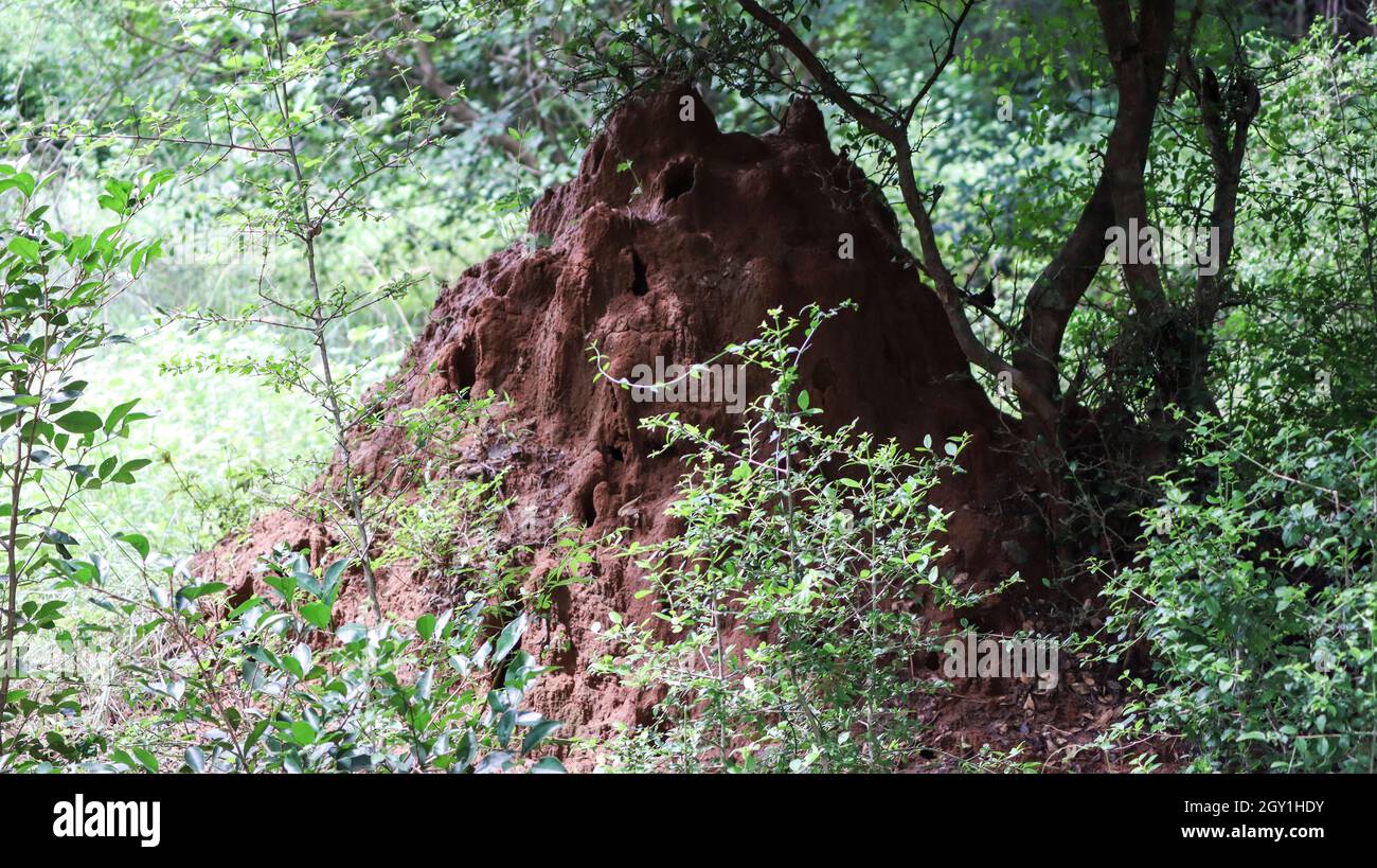 Termite Mound a under the tree Stock Photo - Alamy