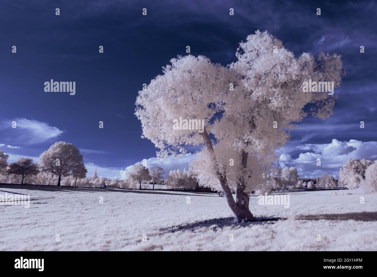 Infrared landscape with glowing white vegetation using 720nm filter ...