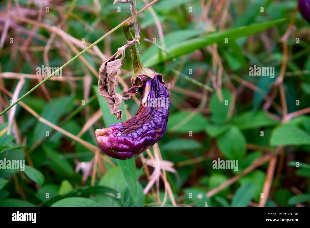 Overripe eggplant in the garden. Broken vegetables. Ugly product ...