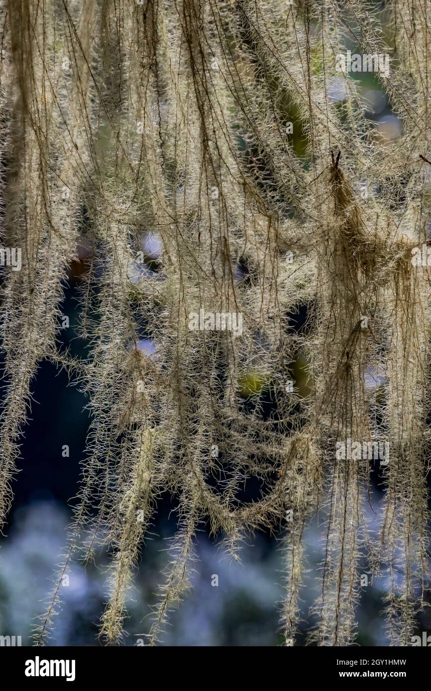 Old Man's Beard, Usnea longissima, growing on a Bigleaf Maple in the ...