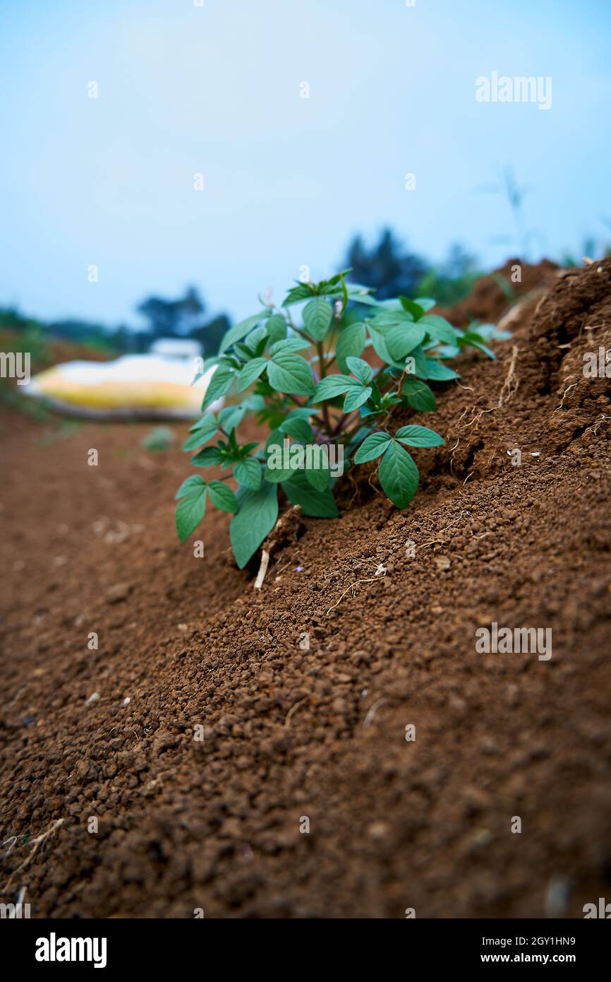 Group grower hi-res stock photography and images - Alamy