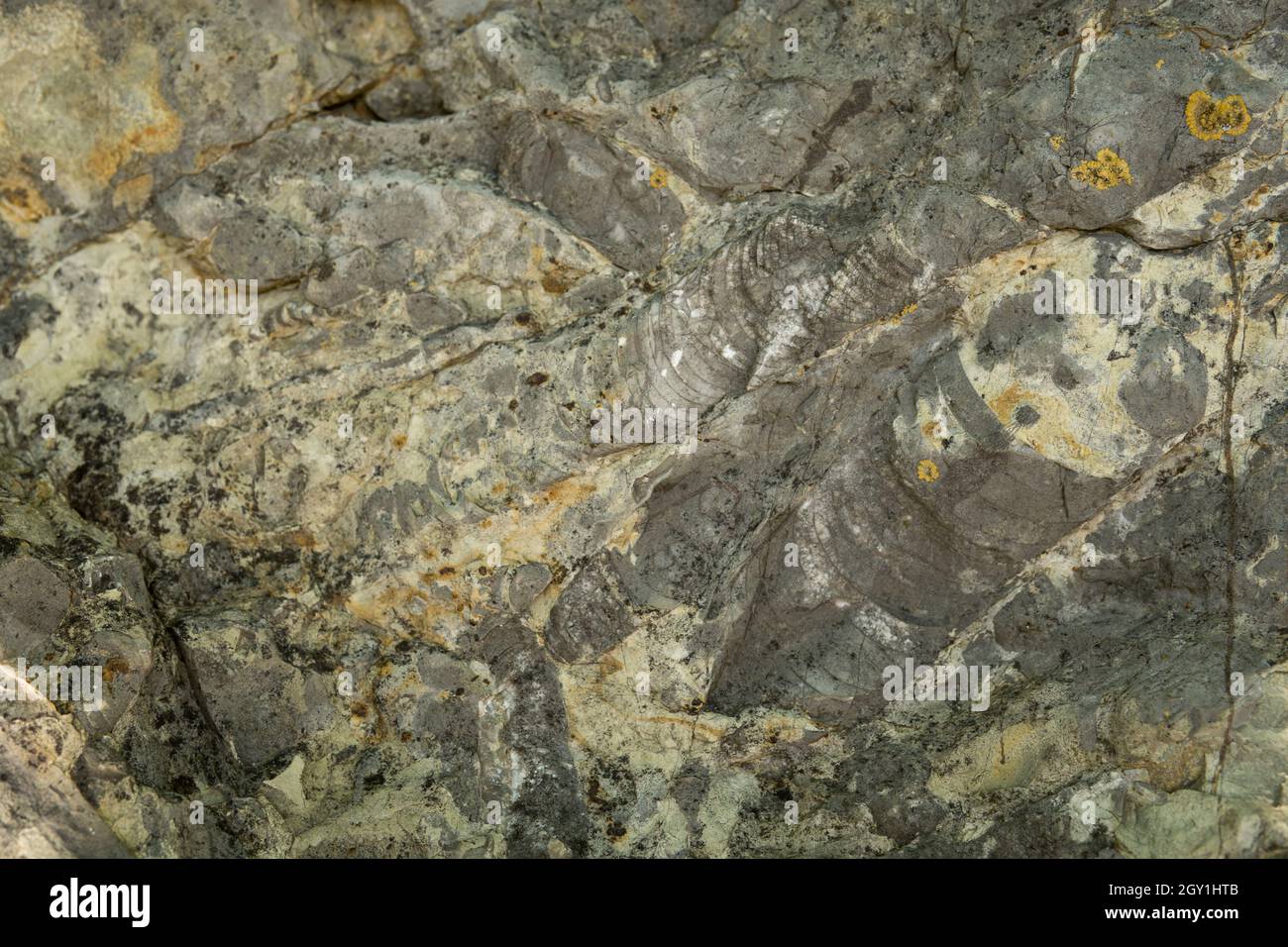 detail of a large number of fossils inside of a sedimentary rock Stock ...