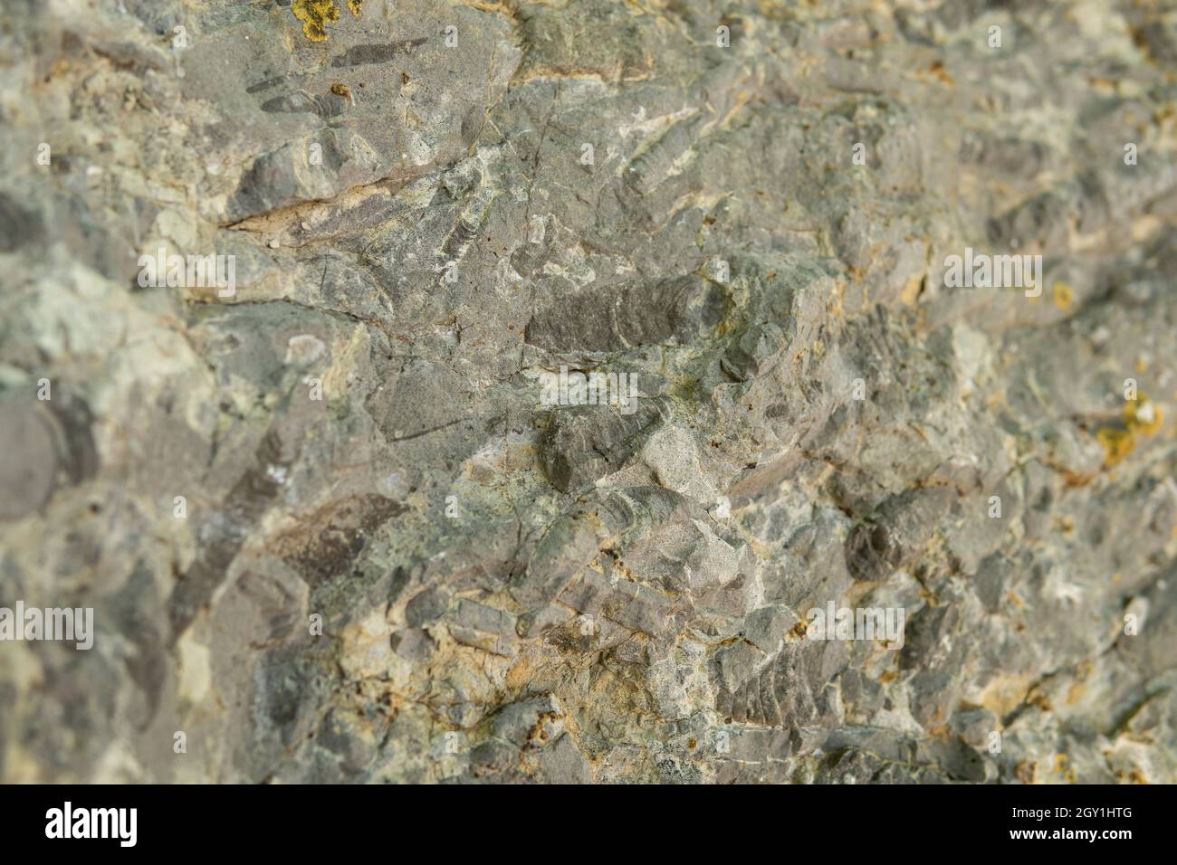 detail of a large number of fossils inside of a sedimentary rock Stock ...