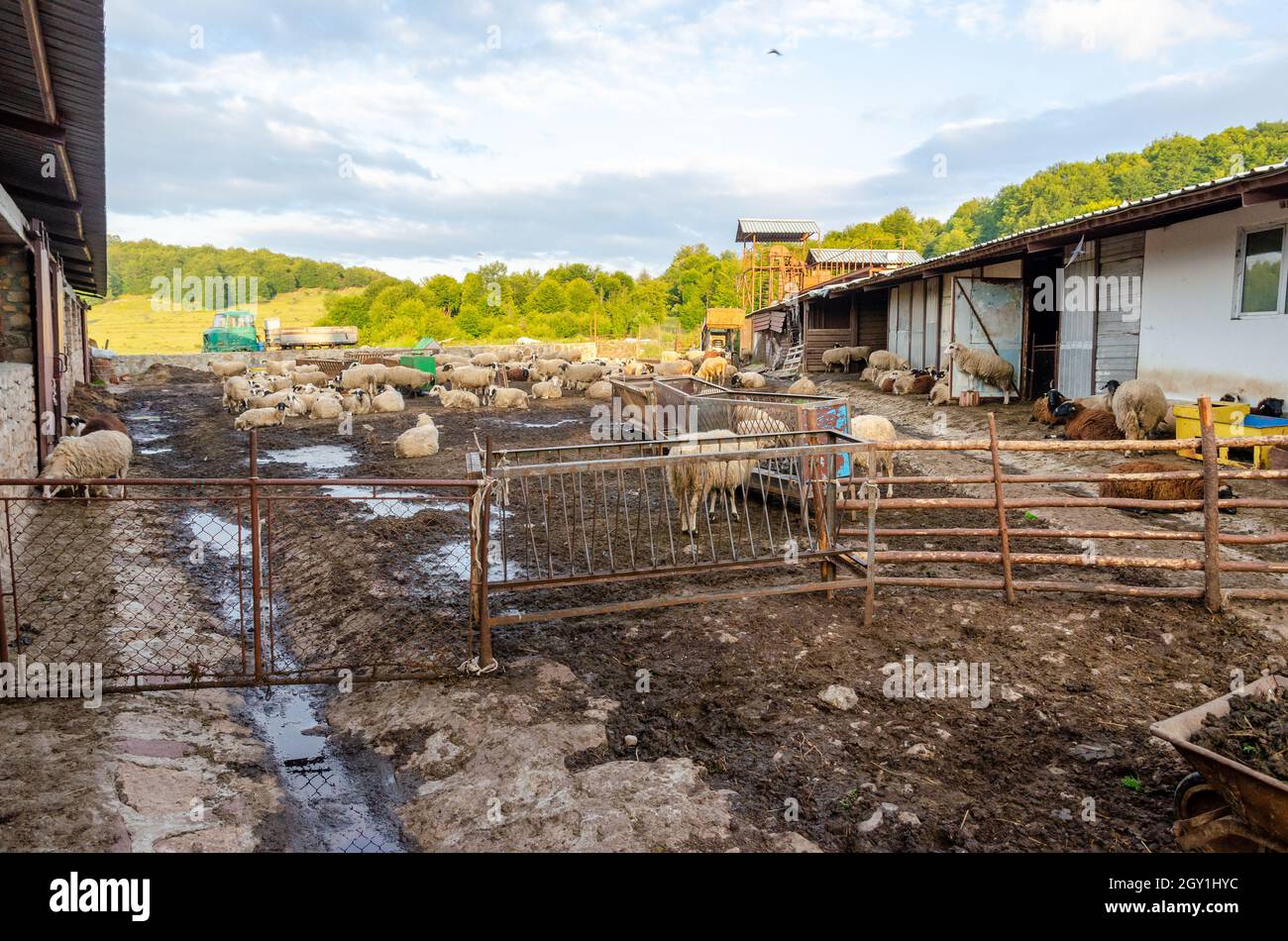 Sheep in the sheep pen (sheepfold) on sunny summer day Stock Photo - Alamy