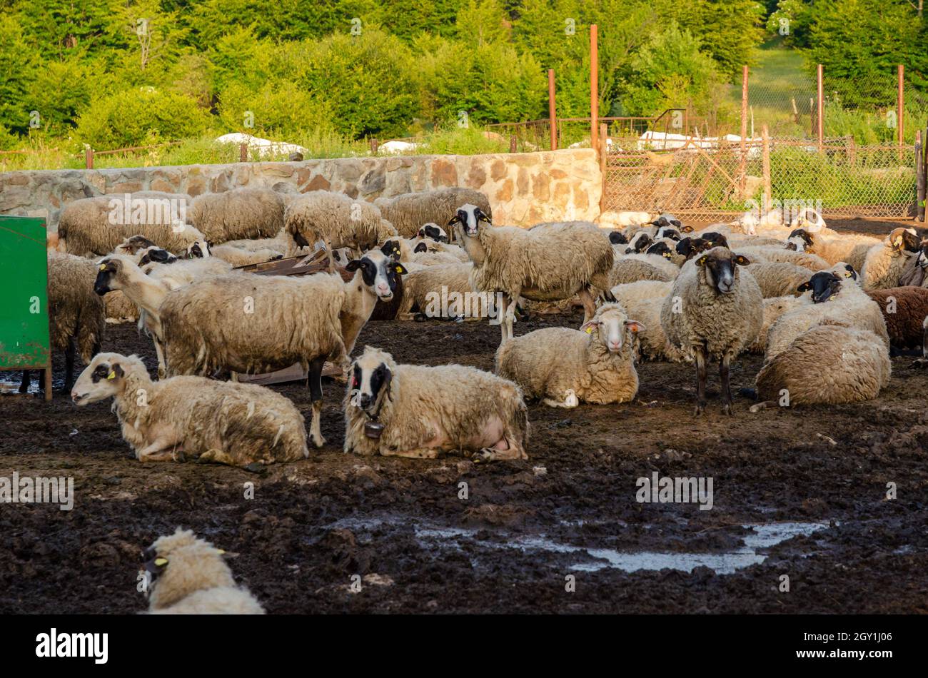 Beautiful sheepfold hi-res stock photography and images - Alamy