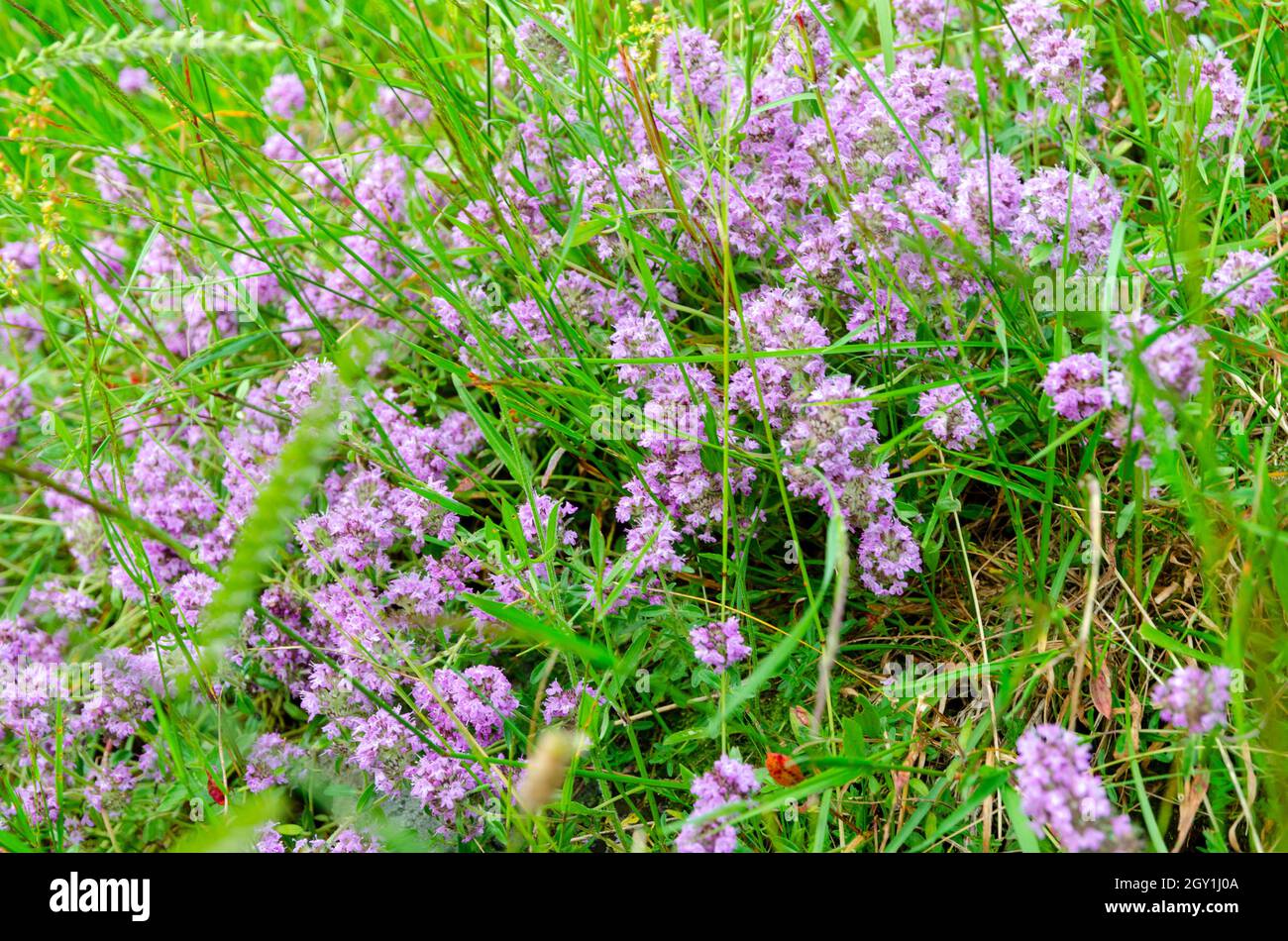 Close up of a purple tiny flowers on a grass field Stock Photo - Alamy
