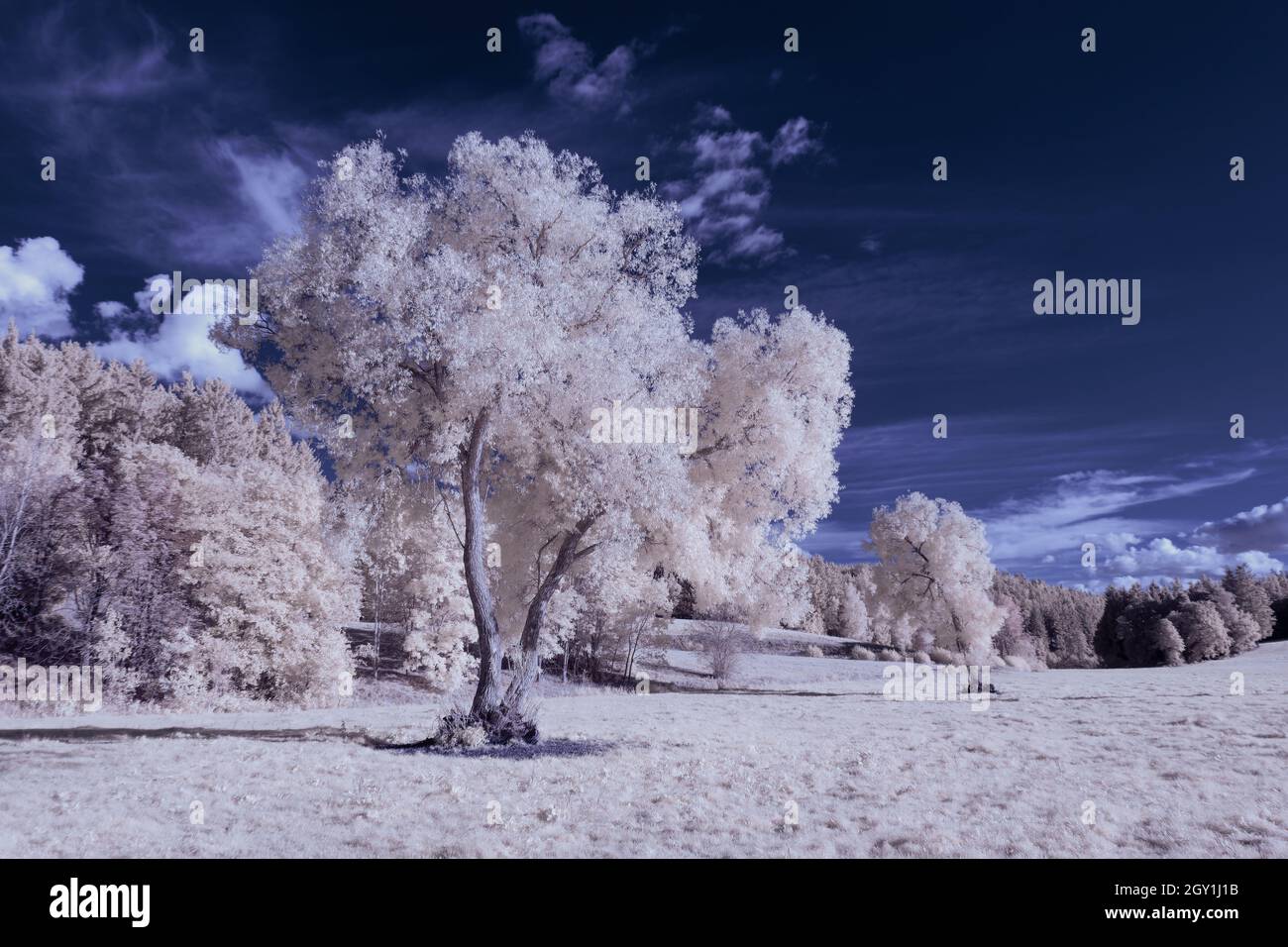 Infrared landscape with glowing white vegetation using 720nm filter ...