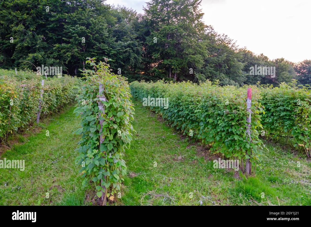 Plantation of green young planted raspberries. Farm panorama Stock ...
