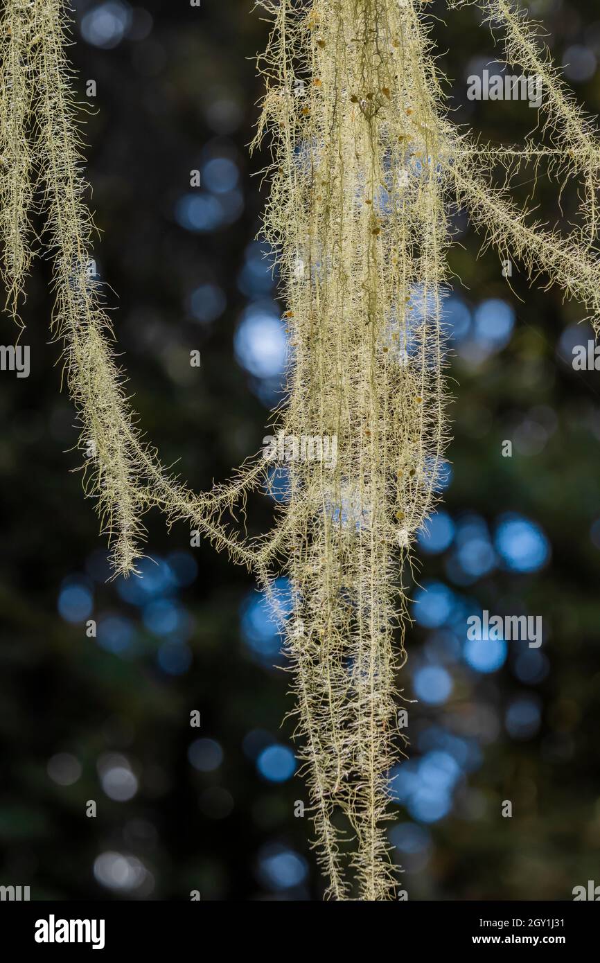 Old Man's Beard, Usnea longissima, growing on a conifer in the ...