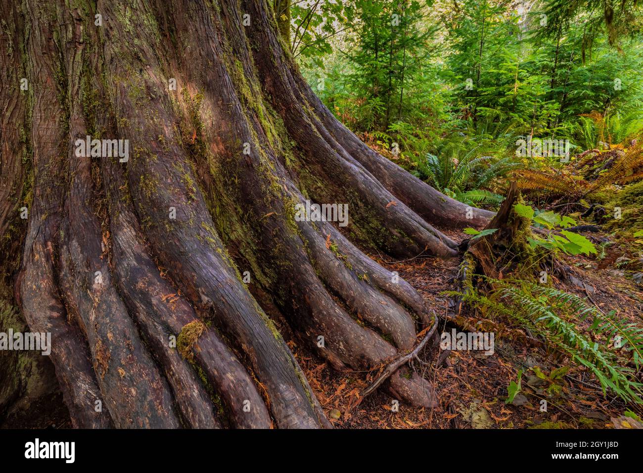 Giant red cedar tree in hi-res stock photography and images - Alamy