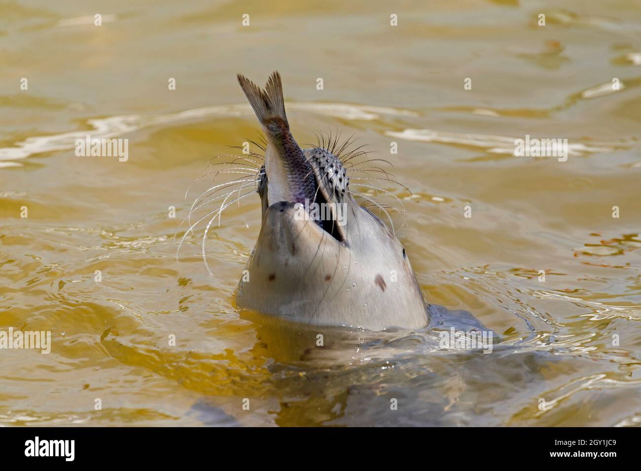 Atlantic herring swimming hi-res stock photography and images - Alamy