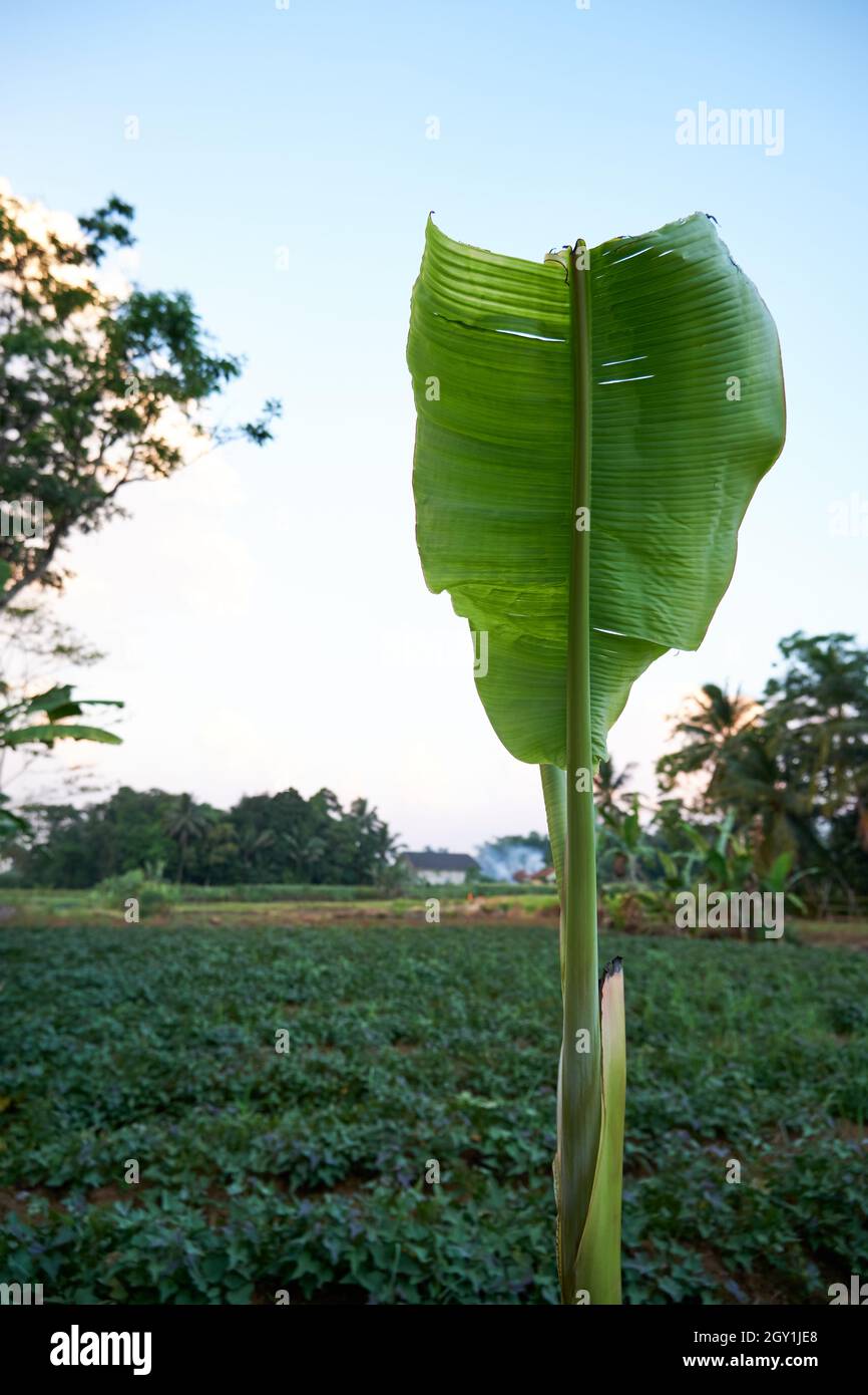 Banana ripe hang hi-res stock photography and images - Alamy