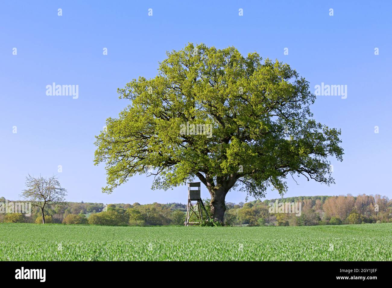 Deer in forest oak tree hi-res stock photography and images - Alamy