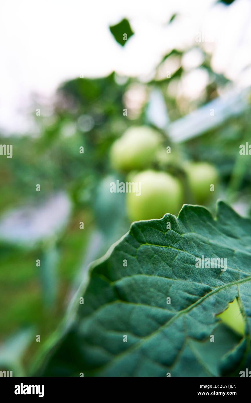 green tomato leaves are in a beautiful garden, object focus to the ...