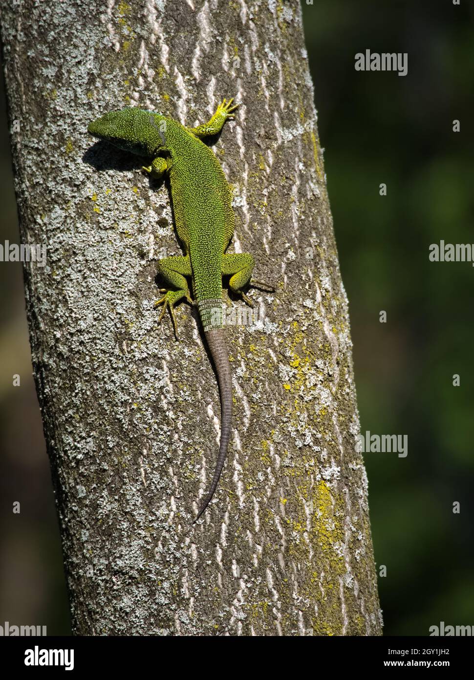 European Green Lizard Male on a Tree Trunk Stock Photo - Alamy