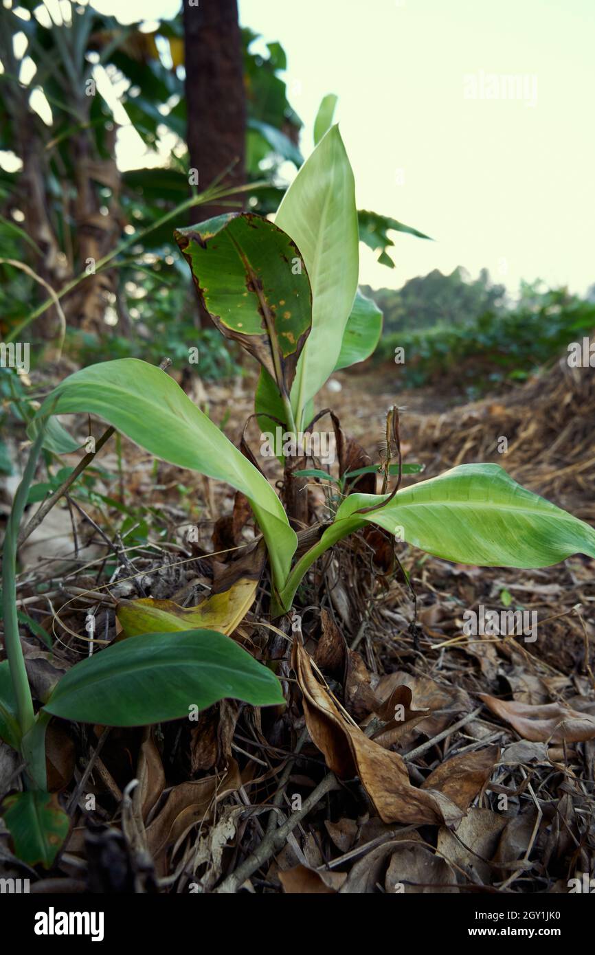 close up of banana tree in a beautiful garden. planting banana trees. a ...