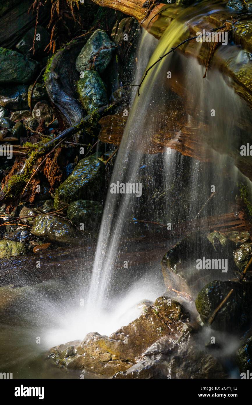 Tiny waterfall formed by water flowing over large log on unnamed stream ...