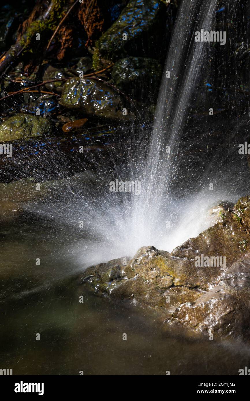 Tiny waterfall formed by water flowing over large log on unnamed stream ...