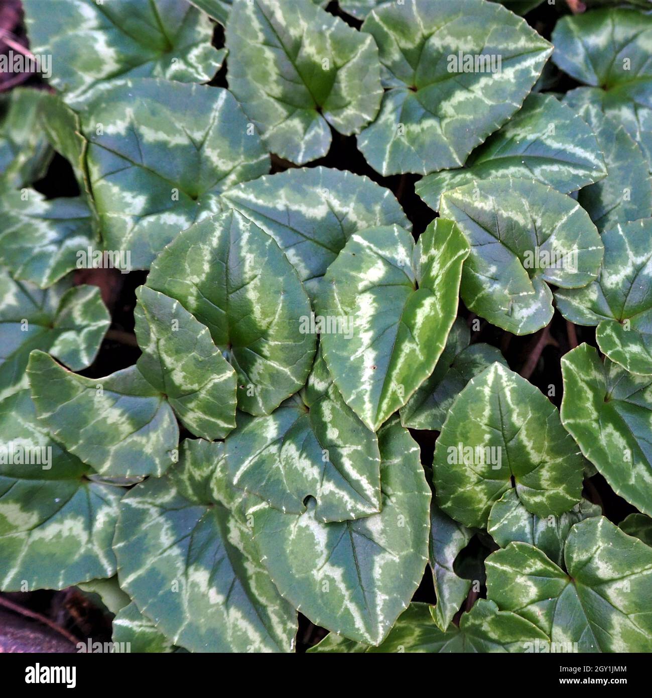 Variegated leaves plant hi-res stock photography and images - Alamy