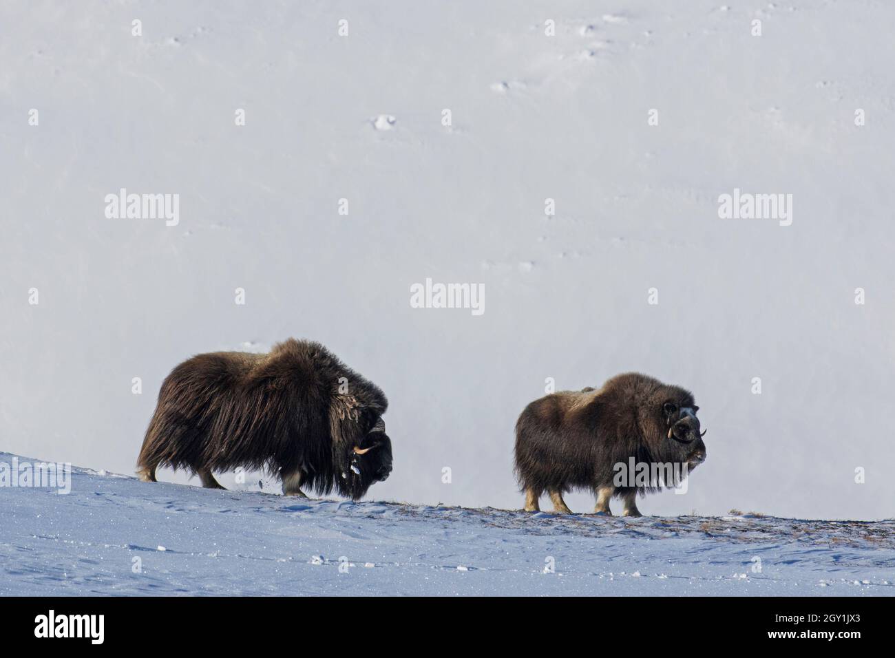 Arctic tundra animals hi-res stock photography and images - Alamy