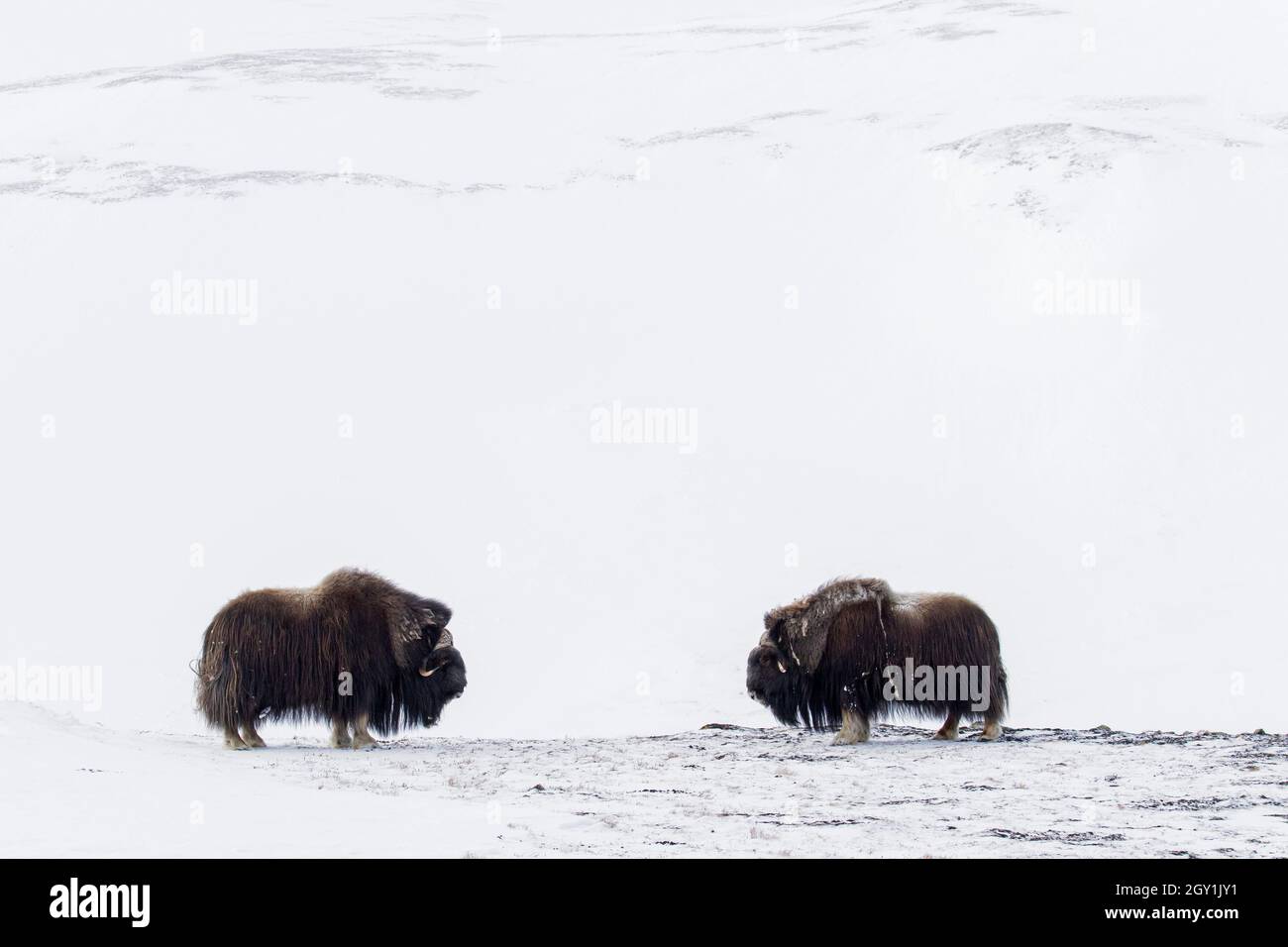 Arctic tundra animals hi-res stock photography and images - Alamy