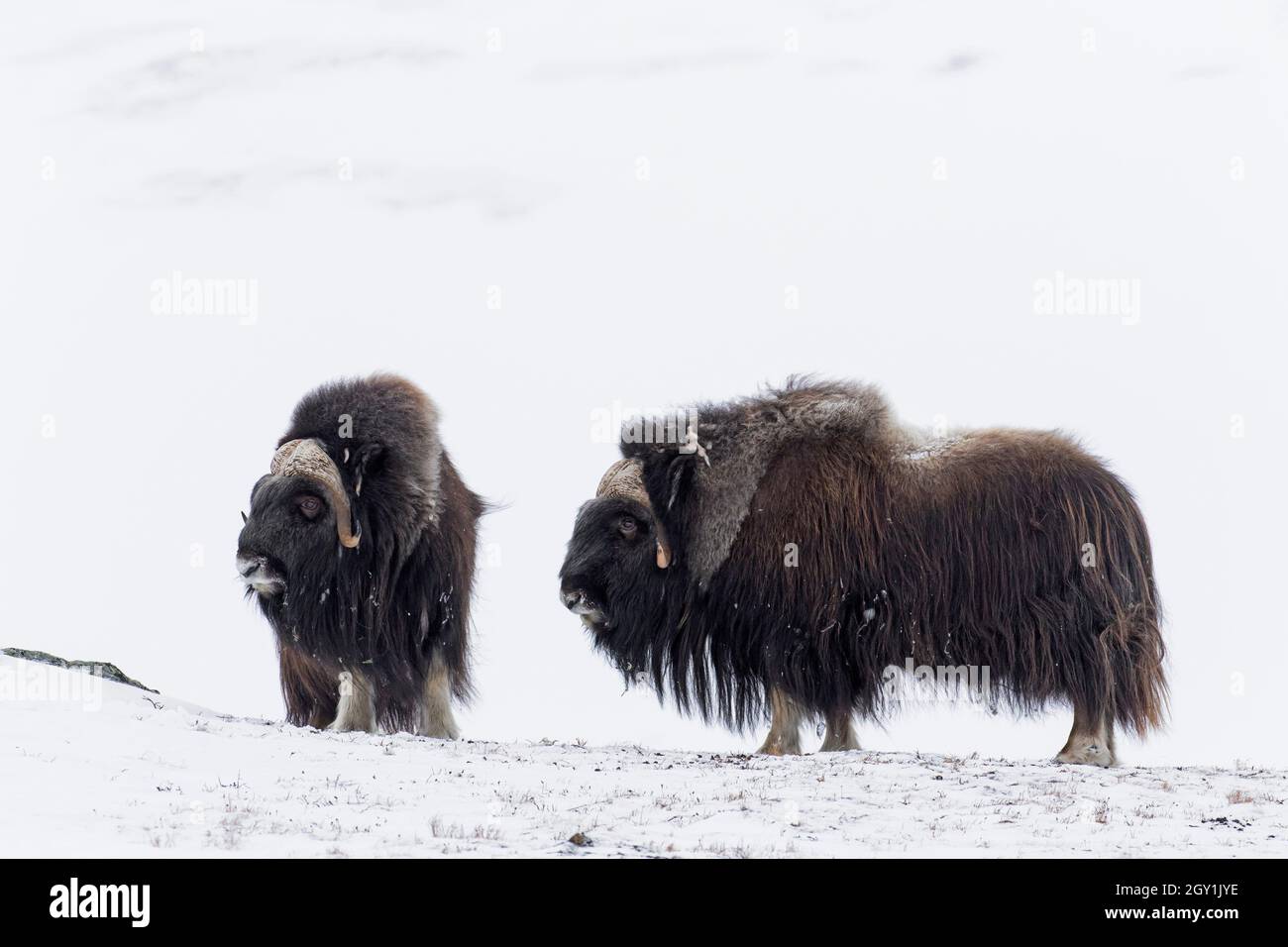 Arctic tundra animals hi-res stock photography and images - Alamy