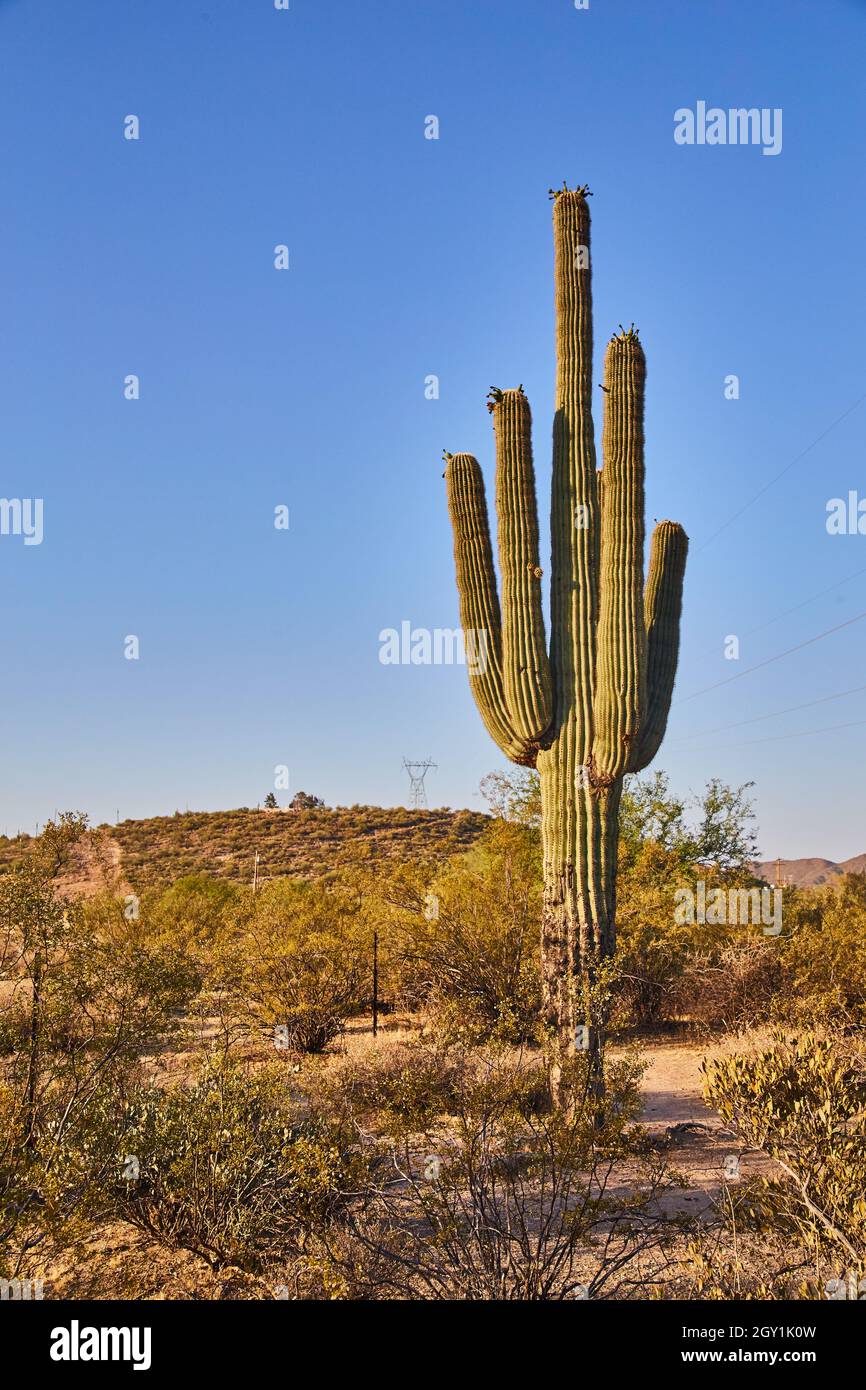 Large tall tree in desert hi-res stock photography and images - Alamy