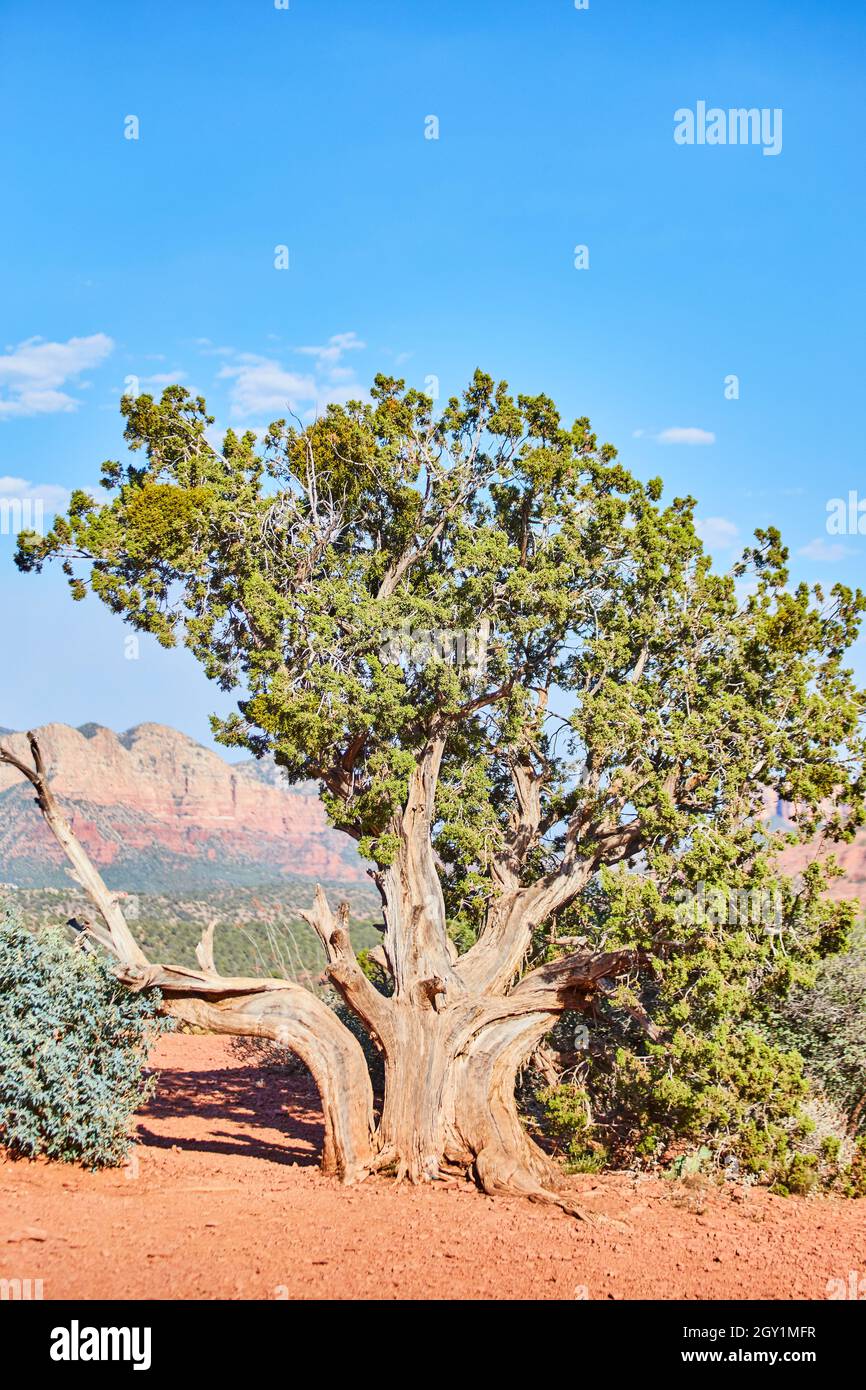 Desert tree with red sand and blue sky Stock Photo - Alamy