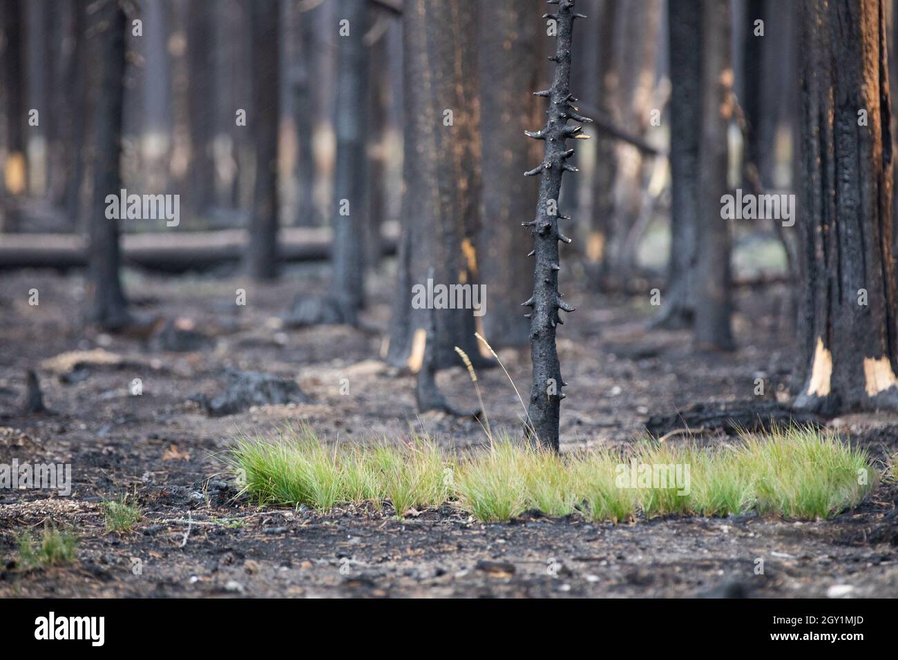 destruction and rebirth from a recent forest fire Stock Photo - Alamy