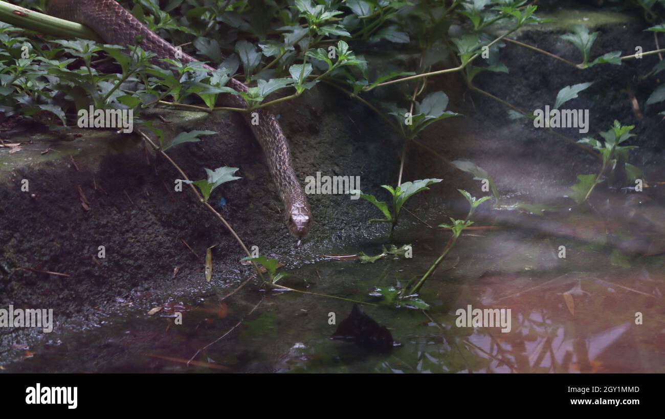 Ringed snakes hi-res stock photography and images - Alamy