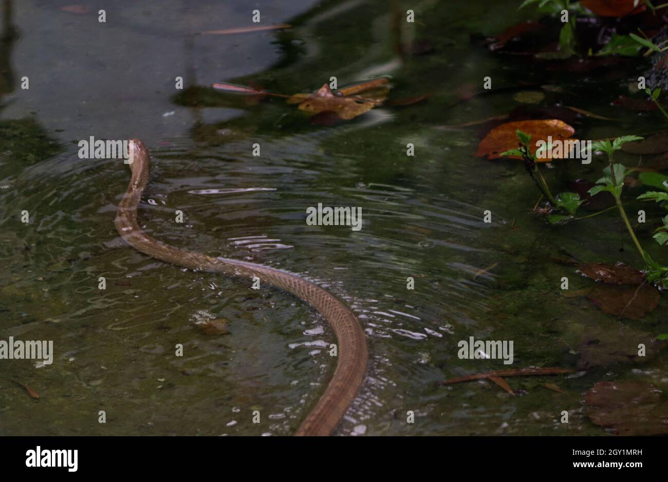 Wave snake hi-res stock photography and images - Alamy