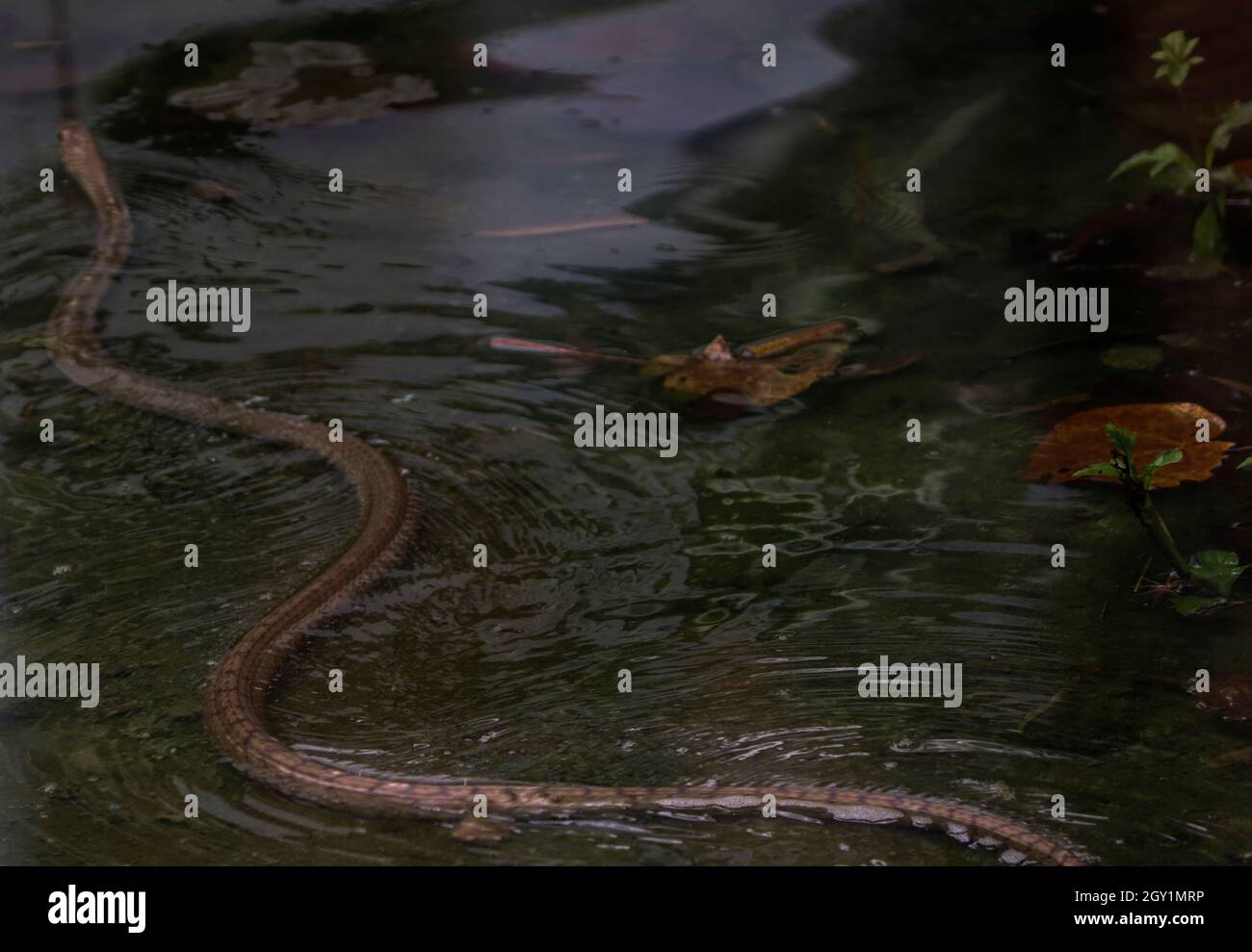 Wave snake hi-res stock photography and images - Alamy