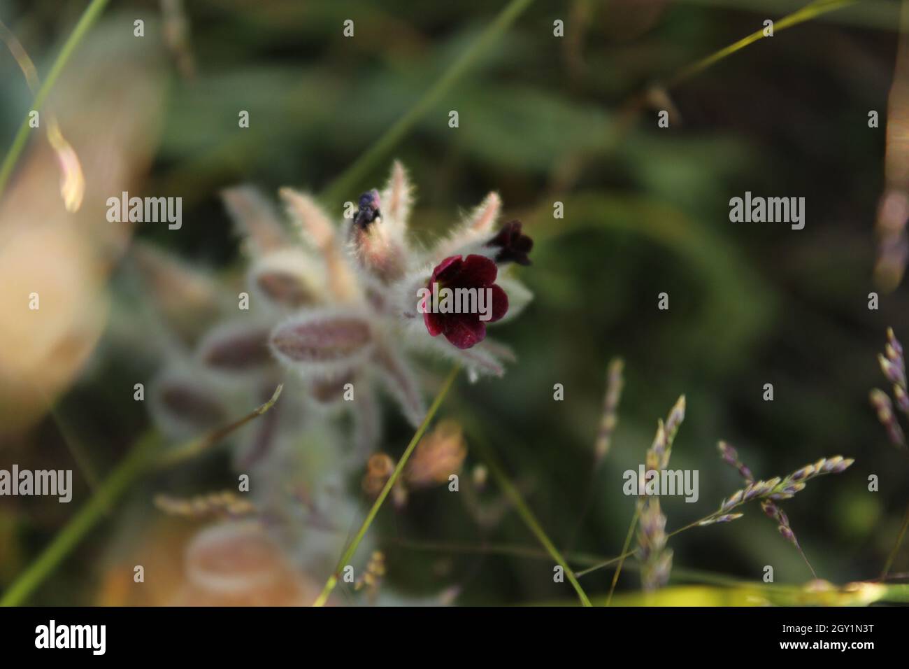 A red wild flower in hillside of mount sabalan Stock Photo - Alamy