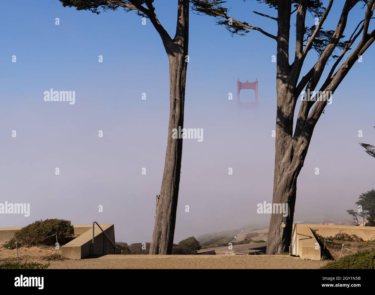 view of Golden Gate brige and Cypress trees from Battery Godfrey ...