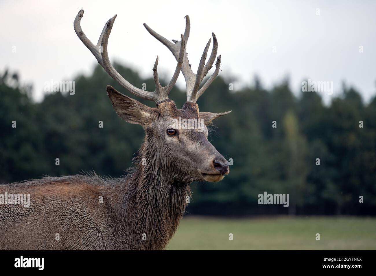 Beautiful male deer cervus hi-res stock photography and images - Alamy