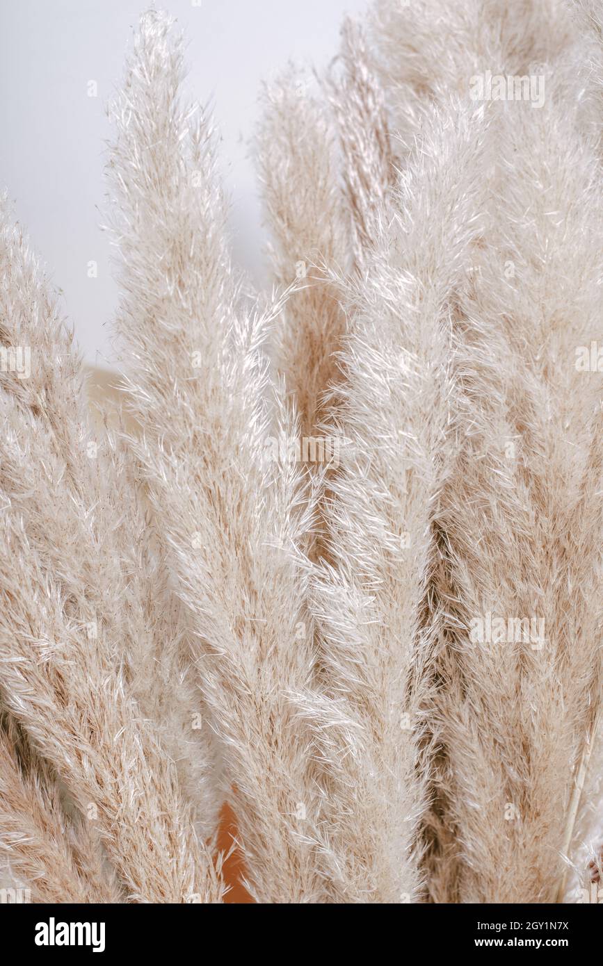 Pampas plant texture against plain background Stock Photo - Alamy
