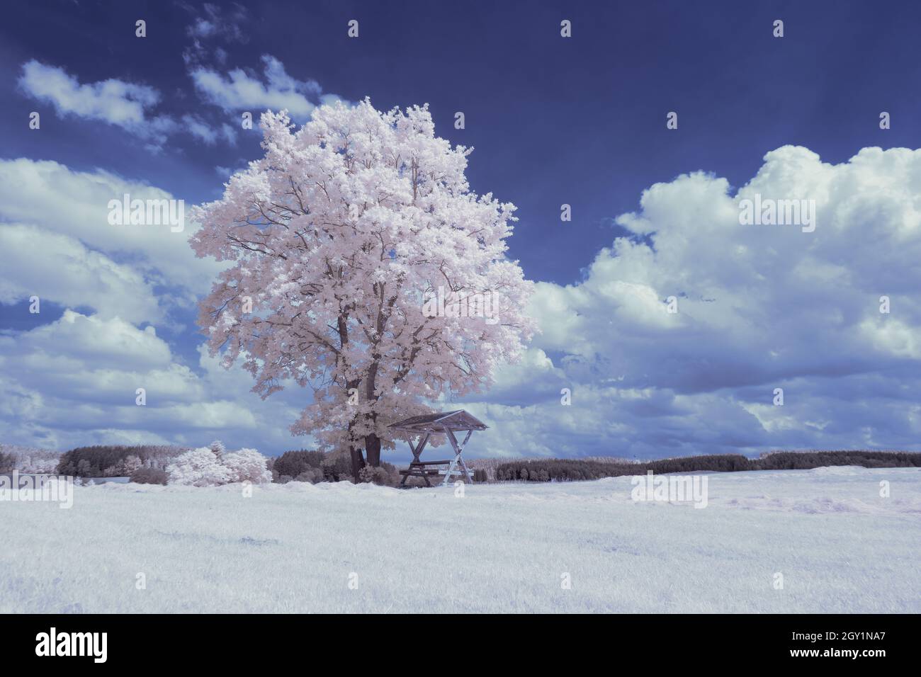 Infrared landscape with glowing white vegetation using 720nm filter ...