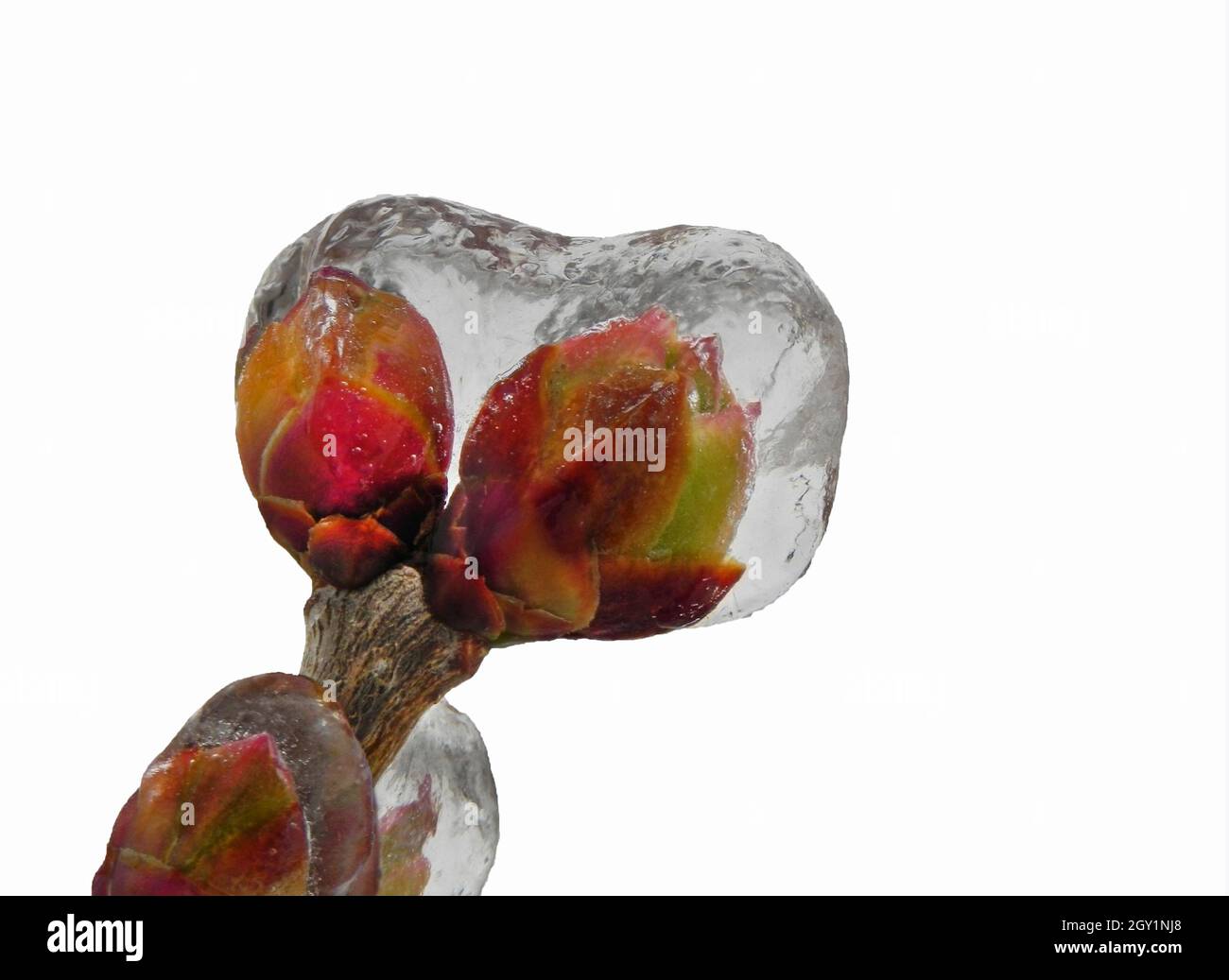 Blossom cover Cut Out Stock Images & Pictures - Alamy