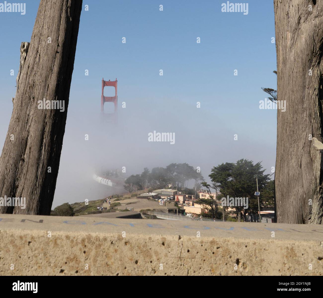 view of Golden Gate brige and Cypress trees from Battery Godfrey ...