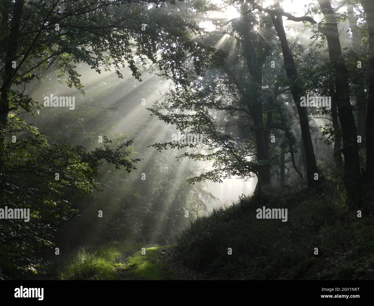 mystical sun beams in a misty forest Stock Photo - Alamy