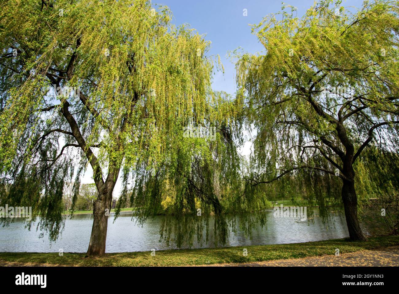 Weeping willow salix babylonica salicaceae hi-res stock photography and ...