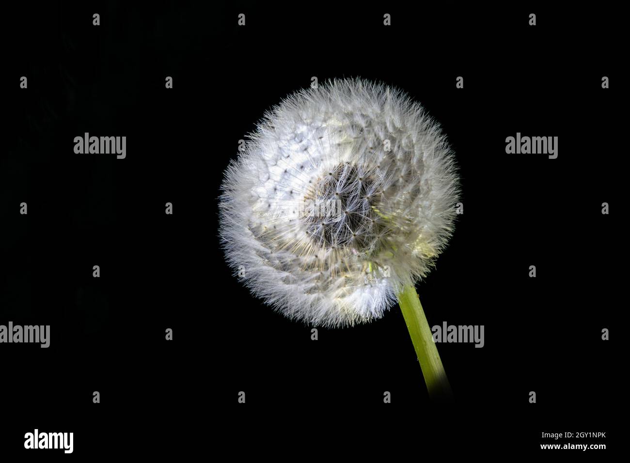 view inside a dandelion blowball Stock Photo - Alamy