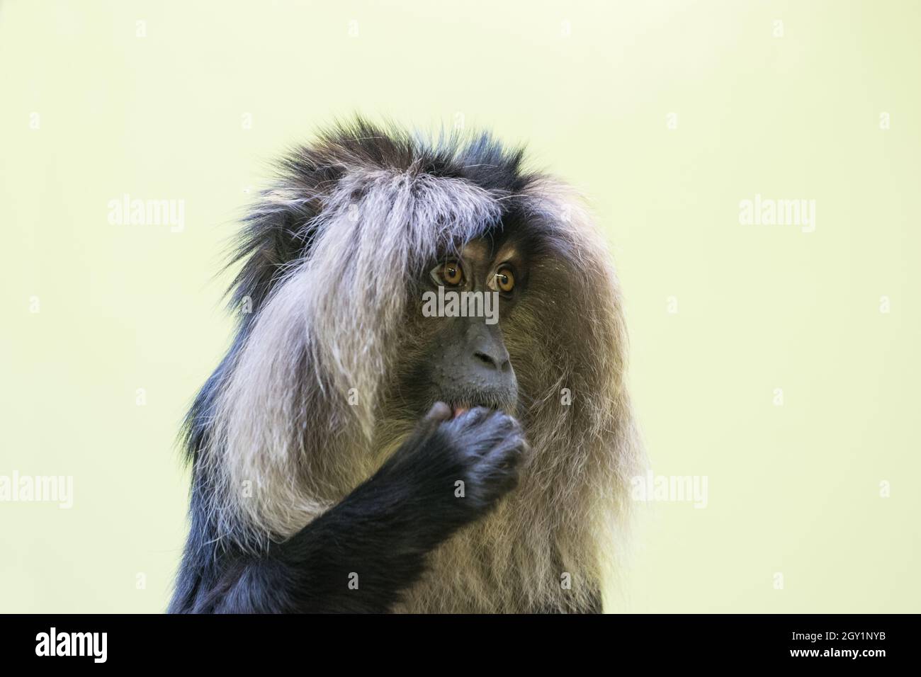 Hand in mouth hi-res stock photography and images - Alamy