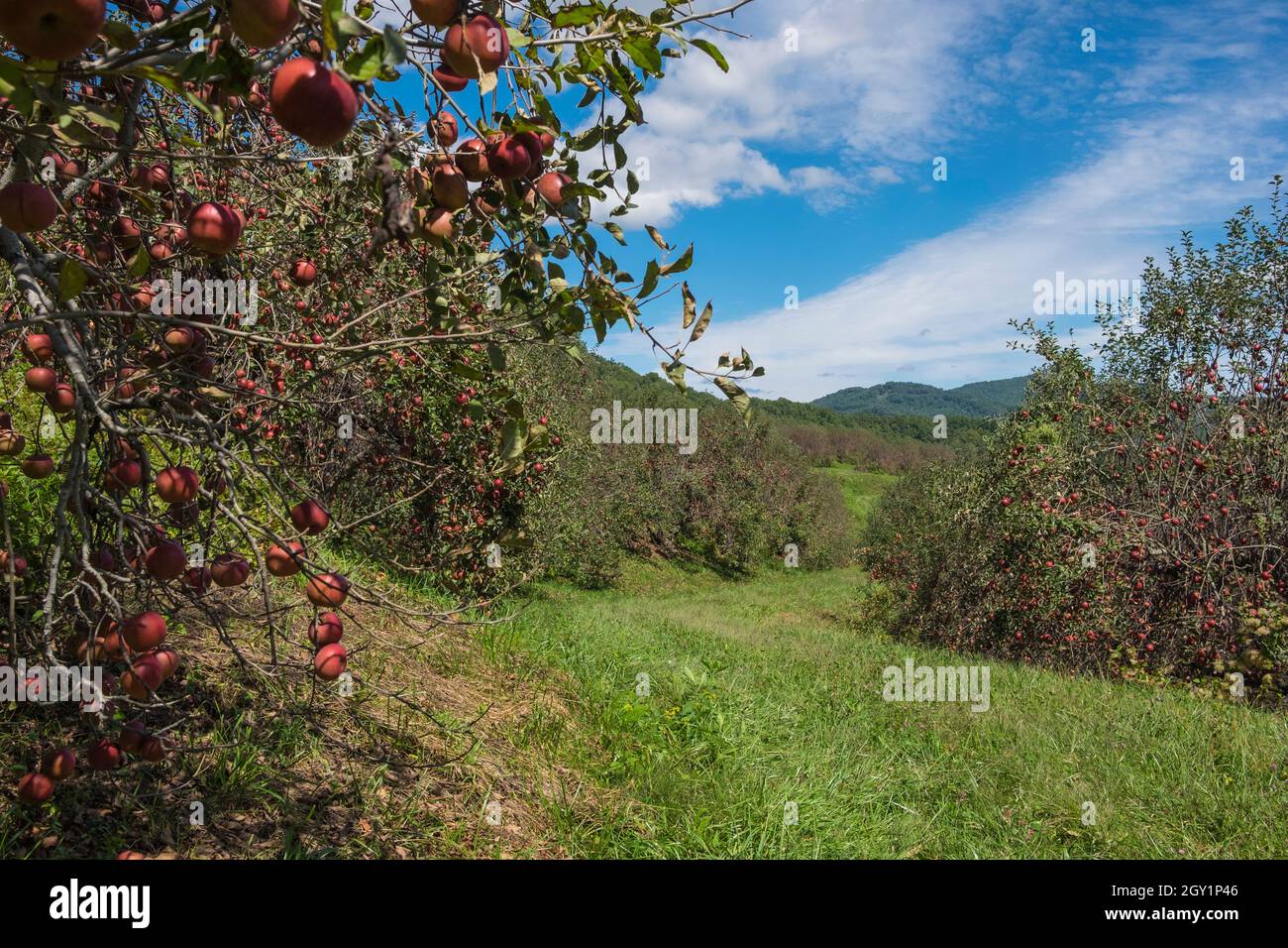 Altapass Apple Orchard in the Blue Ridge Mountains of North Carolina ...