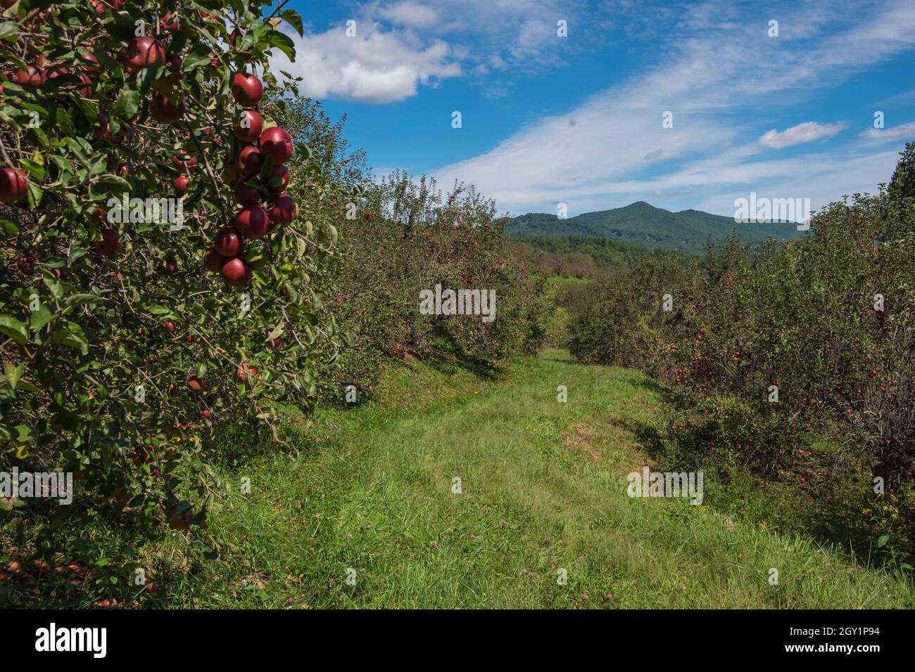 Altapass Apple Orchard in the Blue Ridge Mountains of North Carolina ...
