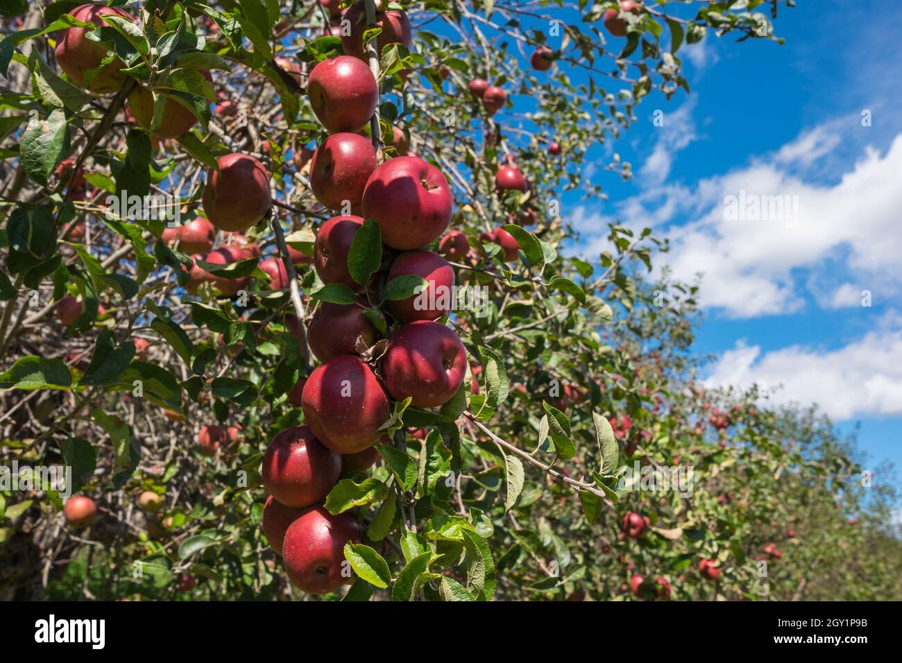 Altapass Apple Orchard in the Blue Ridge Mountains of North Carolina ...
